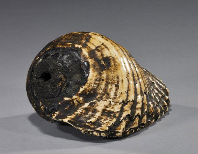 Rare Inca Conch Shell Trumpet : Lot 465