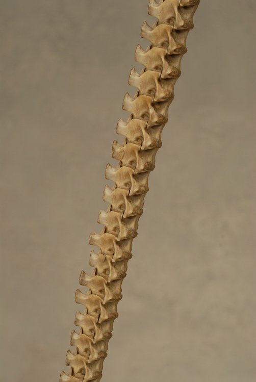 A great snake spine cane : Lot 173