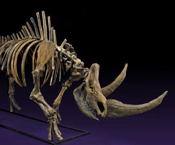 Rhino Skeleton Structure