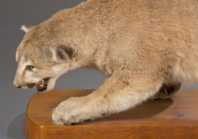 Full Body Mountain Lion Taxidermy Mount : Lot 14