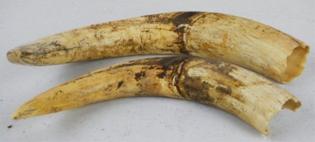 Wild Boar Tusks : Lot 101