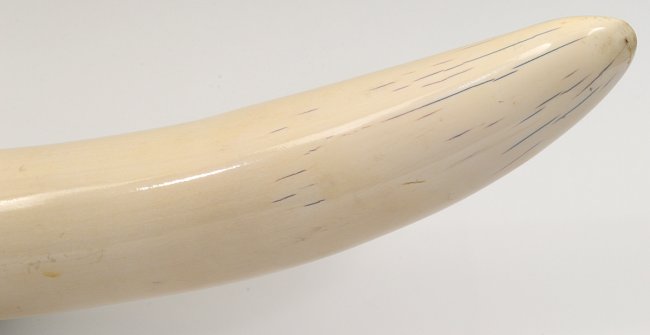 UNCARVED IVORY TUSK : Lot 109