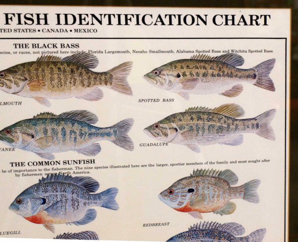 WARM WATER GAME FISH IDENTIFICATION CHART : Lot 583