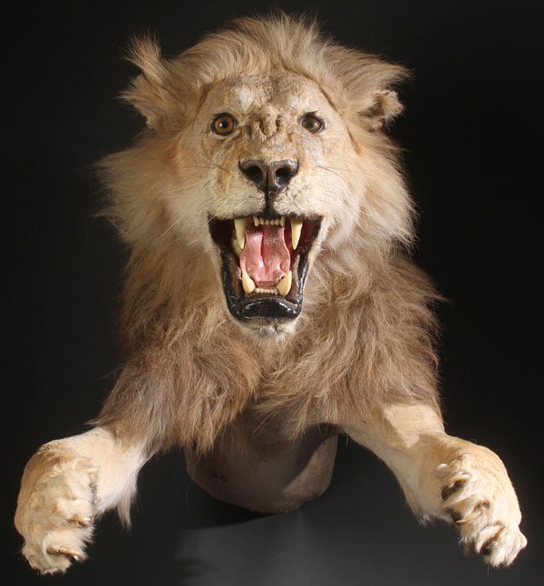 TAXIDERMY HALF BODY LION TROPHY WALL MOUNT : Lot 932