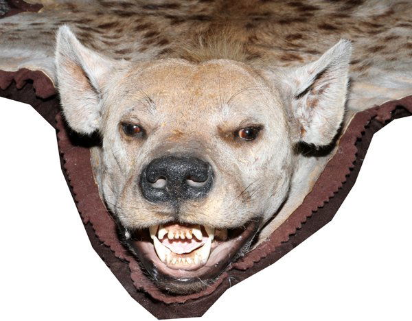AFRICAN SPOTTED HYENA SKIN/RUG : Lot 120089