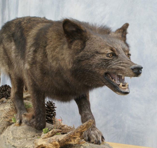 Grey Wolf Full Body Mount, dark gray/white, on : Lot 12701A