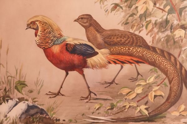 CONRAD ROLAND "PHEASANTS" WATERCOLOR : Lot 233